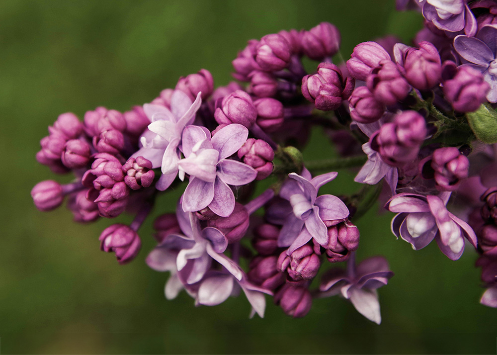 Terpene Talks: Terpinolene - Fern Valley Farms