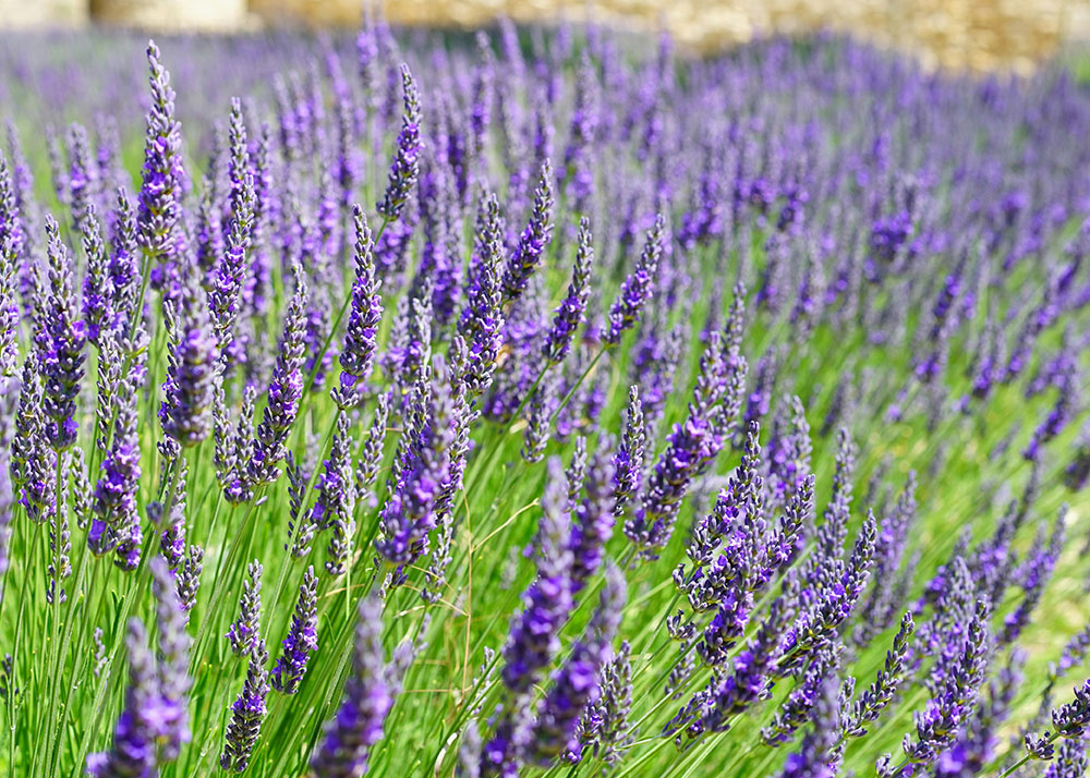 Terpene Talks: Linalool - Fern Valley Farms