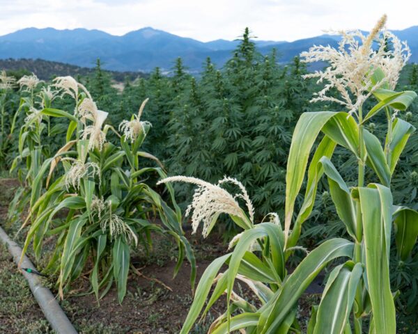 Companion Planting for Hemp - Fern Valley Farms