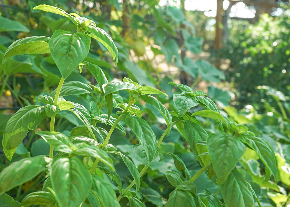 Terpene Talks: Humulene - Fern Valley Farms