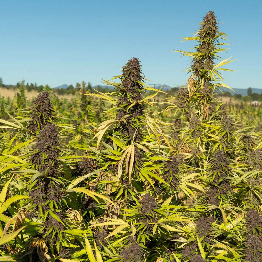 Orange Fritter | CBD Flower - Fern Valley Farms