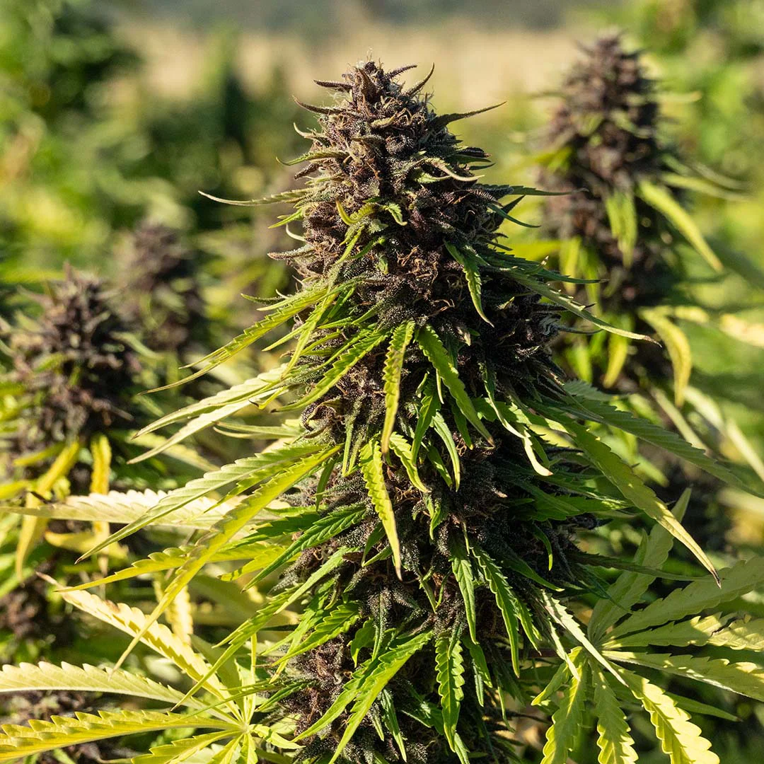 Orange Fritter | CBD Flower - Fern Valley Farms