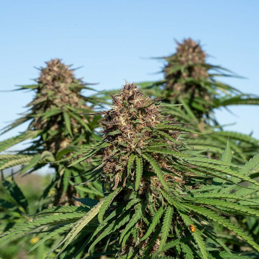 Mandarin Flookies | CBD Flower - Fern Valley Farms