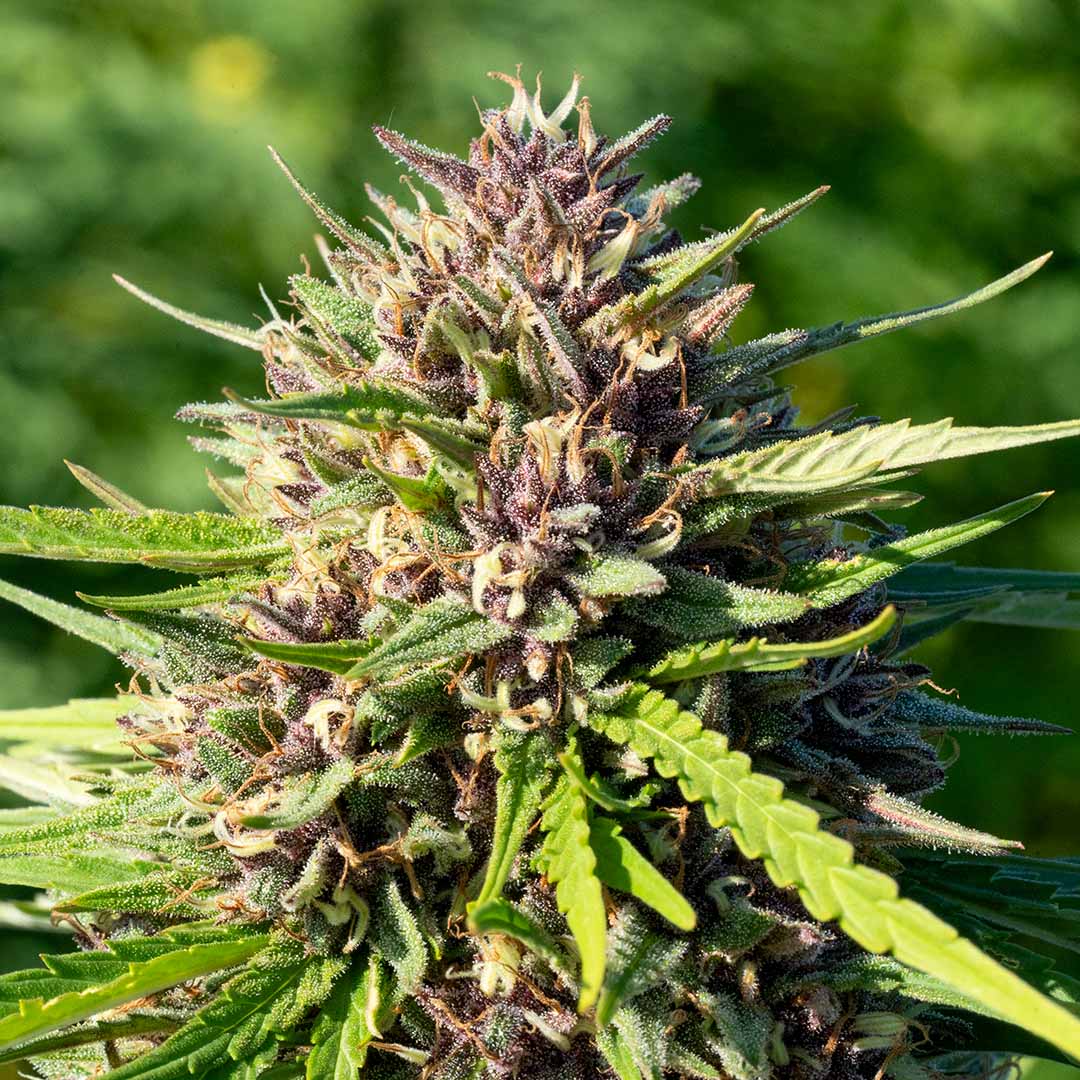 Sapphire Kush Diesel | CBD Flower - Fern Valley Farms