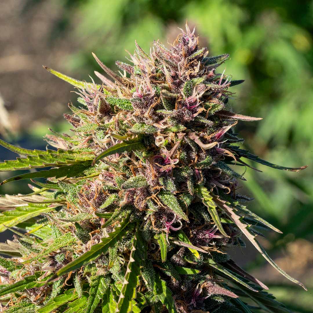 Sapphire Kush Diesel | CBD Flower - Fern Valley Farms